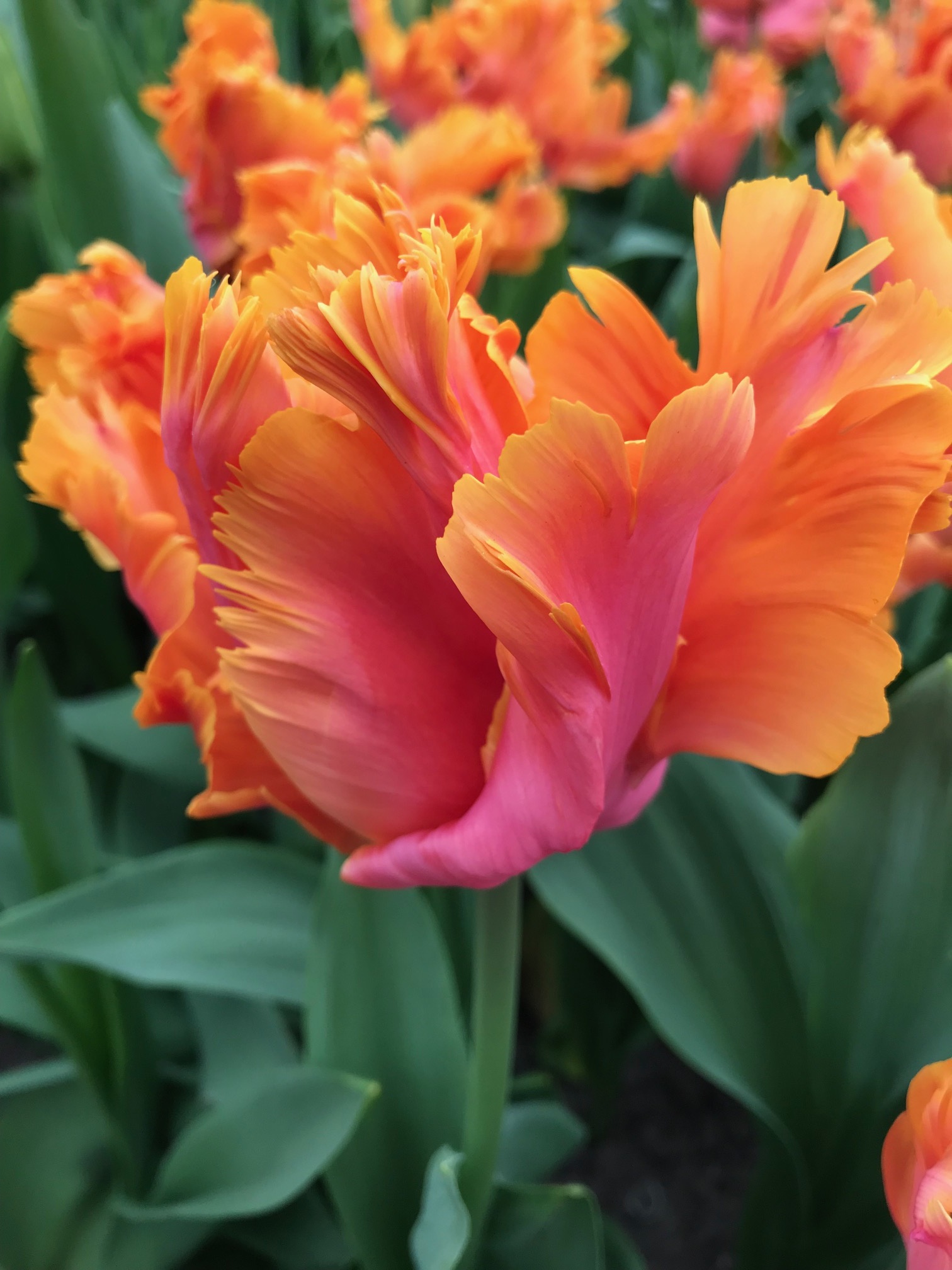 Tulip bulbs Parrot Party - mixture of elegant tulips! - Tulip Store