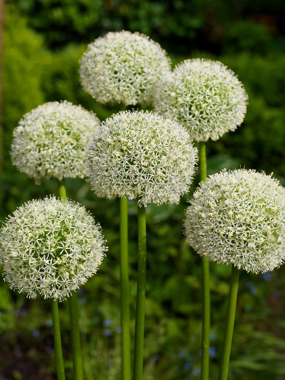Alliumzwiebeln Sammlung - 4 wunderschone Zierlauch! - Tulip Store