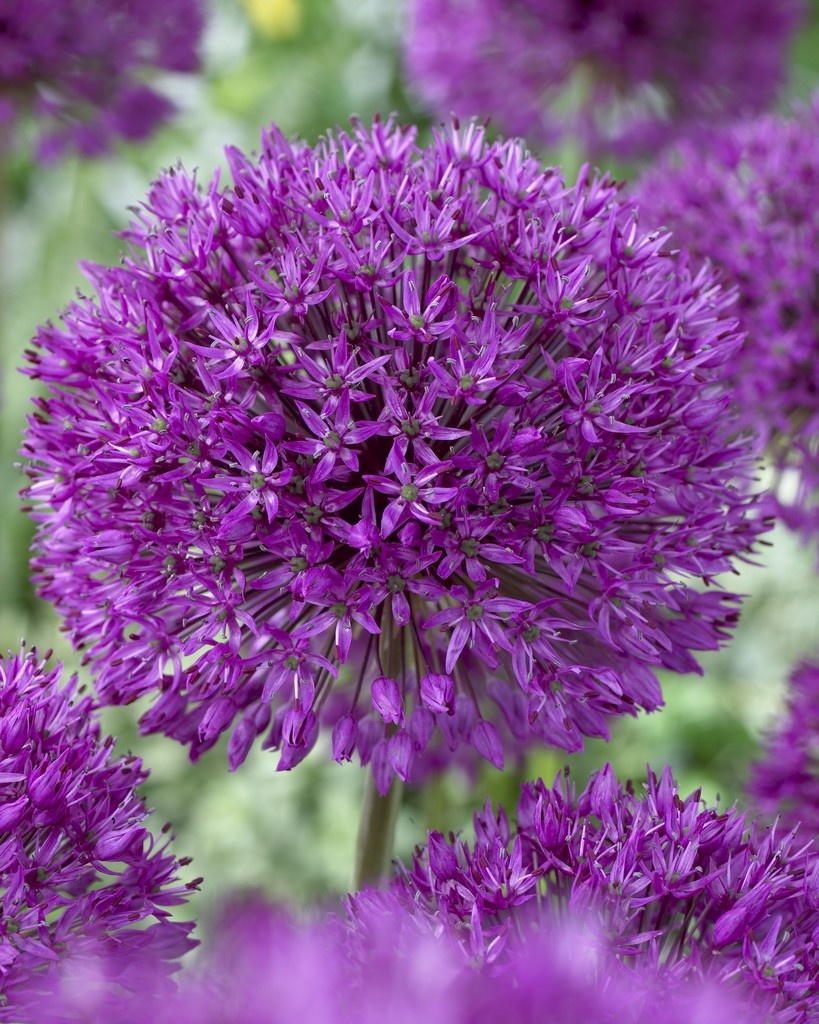 Allium bulbs Collection - 4 lovely Alliums! - Tulip Store