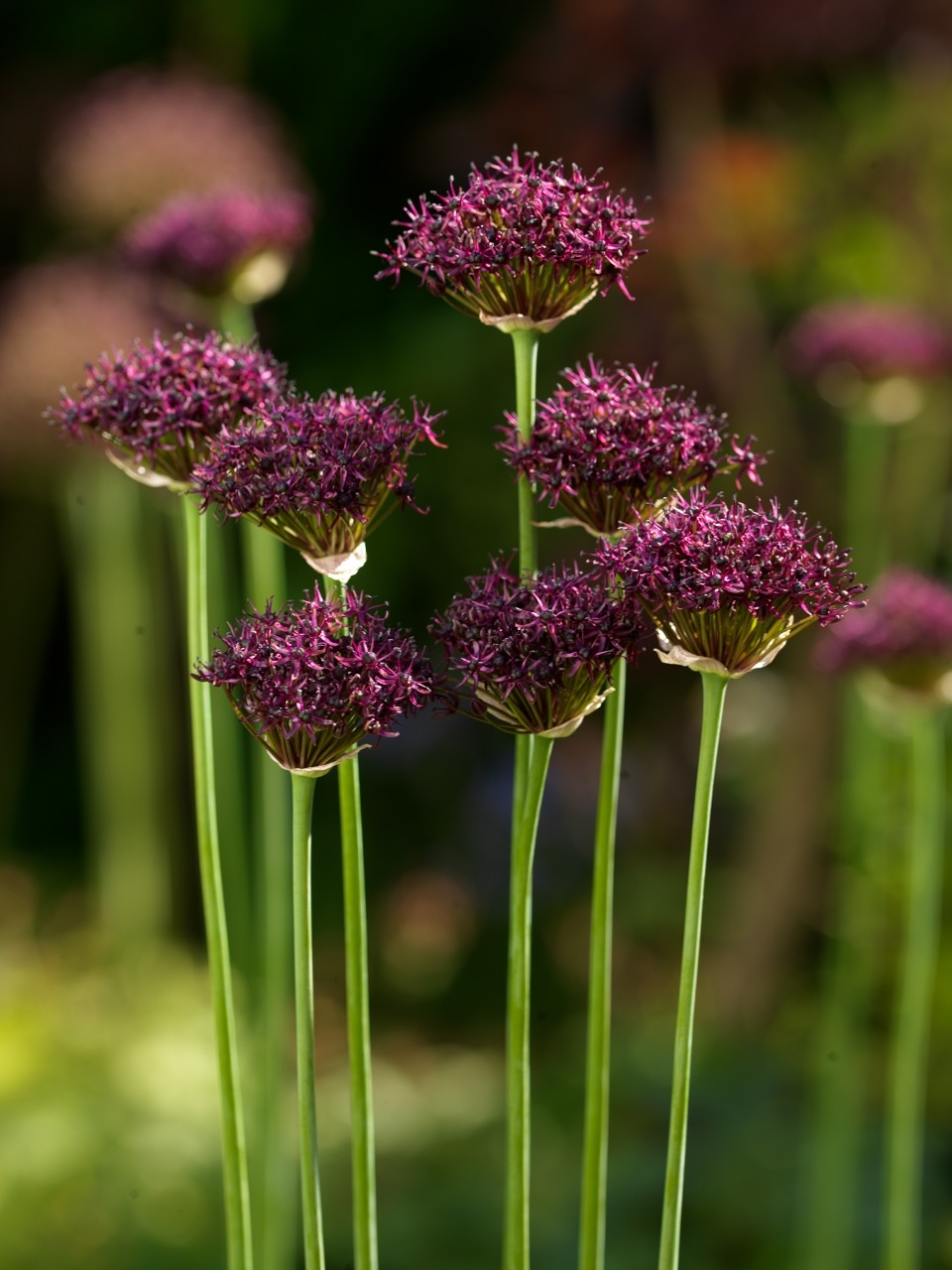 Flowerbulbs Perennial Collection Day & Night - wonderful collection ...