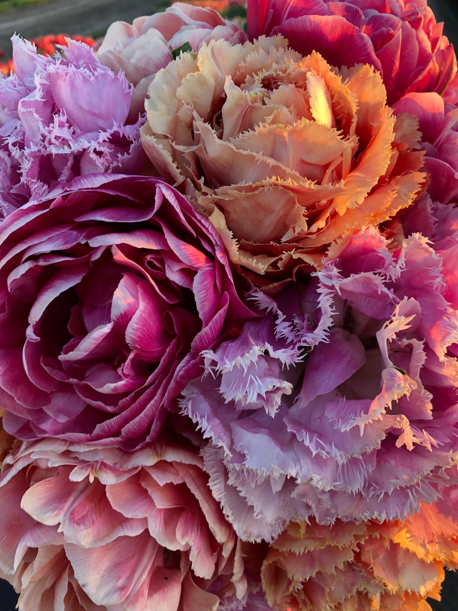 Tulip bulbs Dutch Romance - four amazing peony tulips! - Tulip Store