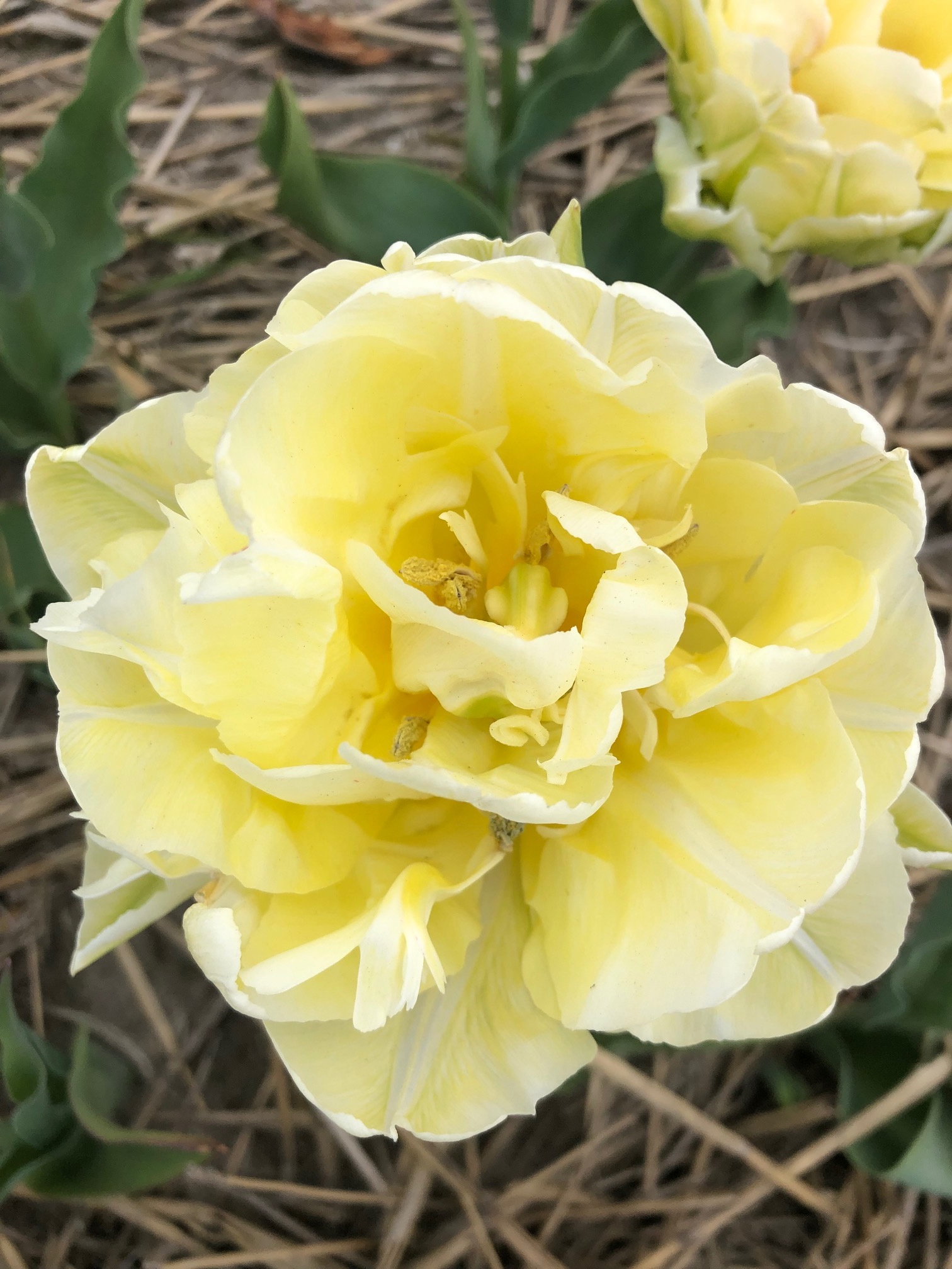 Tulip bulbs Verona - beautiful, old peonyflowering tulip! - Tulip Store