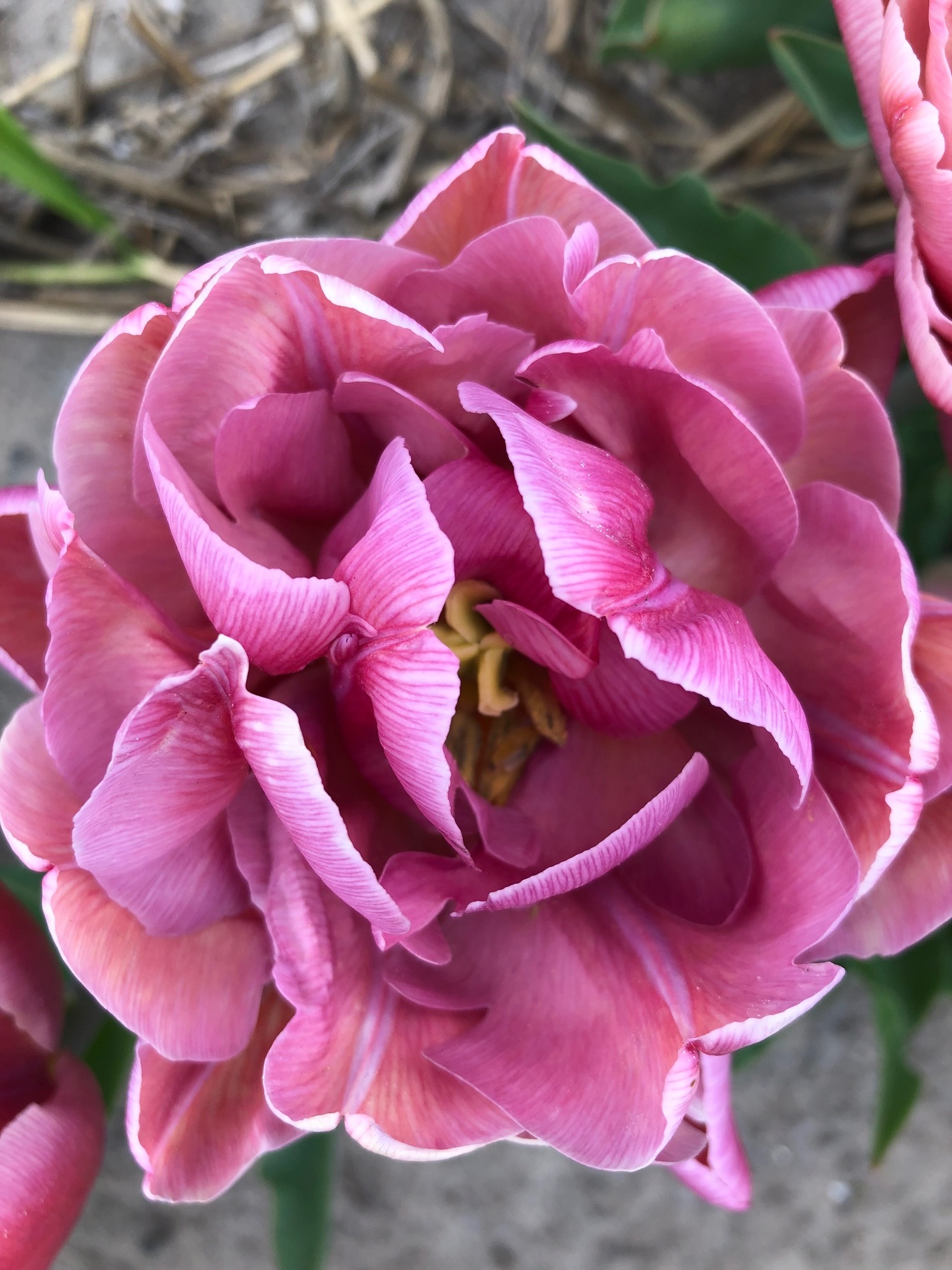 Tulip bulbs Beachberry - new, very exclusive peonyflowering tulip ...