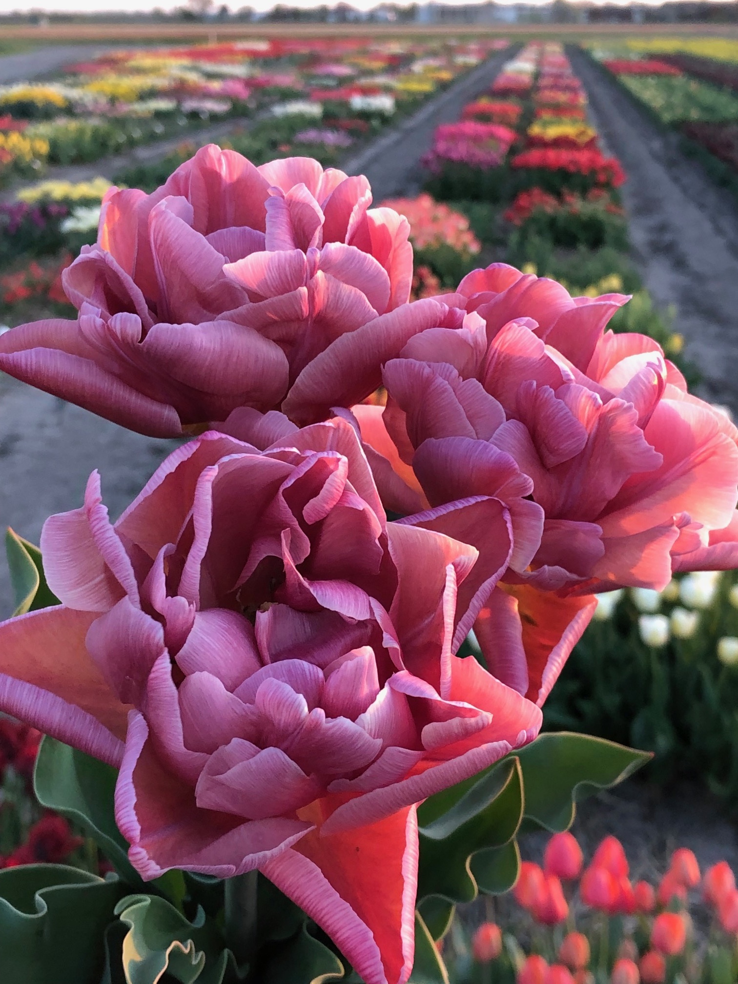 Tulip bulbs Beachberry - new, very exclusive peonyflowering tulip ...