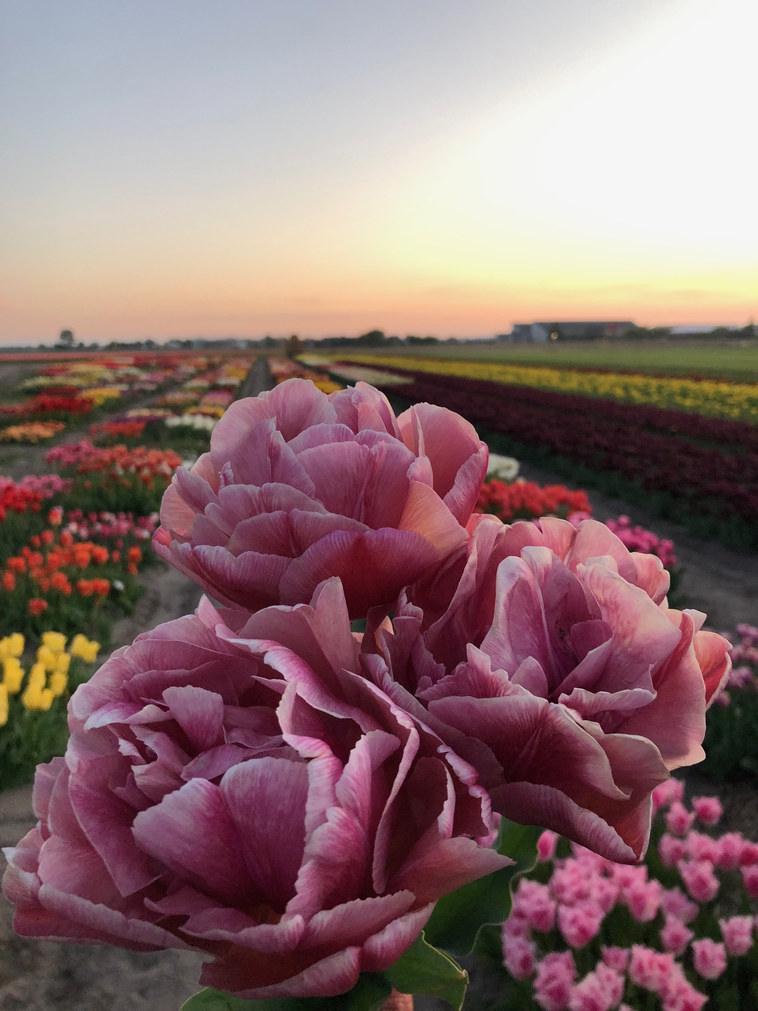 Tulip bulbs Beachberry - new, very exclusive peonyflowering tulip ...