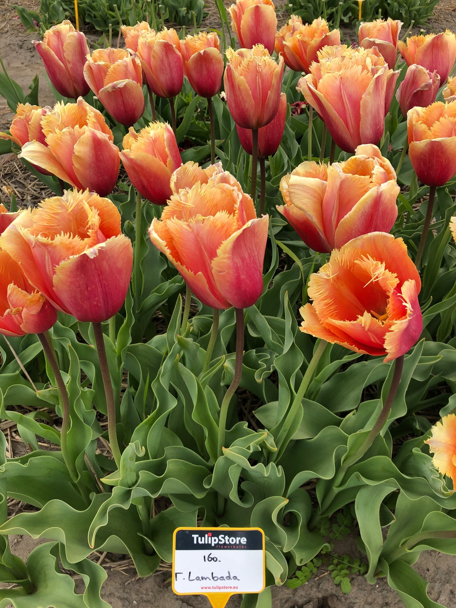 Tulip bulbs Lambada - beautiful tulip with fringed edge! - Tulip Store