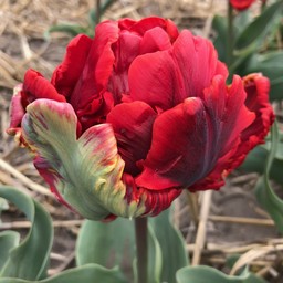 Parrot tulips - Tulip Store