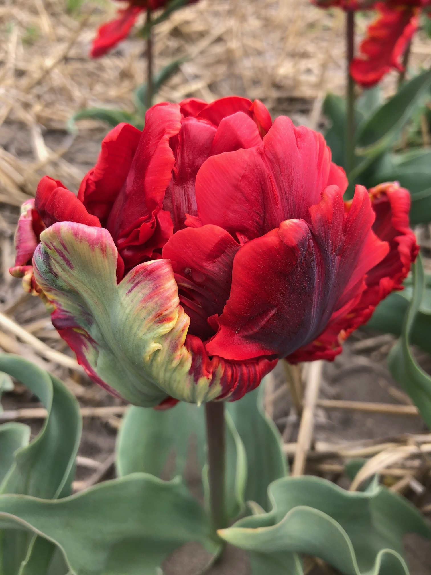 Double Dutch Tulips - Asesores
