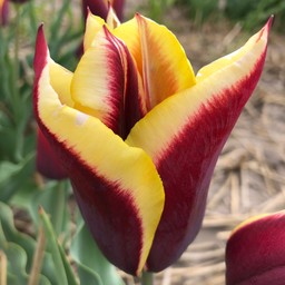 Tulip Store - Tulip Store