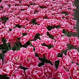 All tulips - Tulip Store