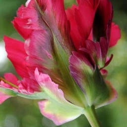 Tulip Store - Tulip Store