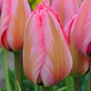 Tulip bulbs Design Impression - huge tulips in your garden! - Tulip Store