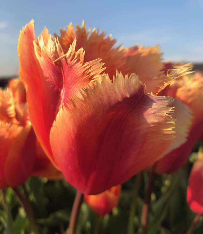 Tulip bulbs Lambada - beautiful tulip with fringed edge! - Tulip Store