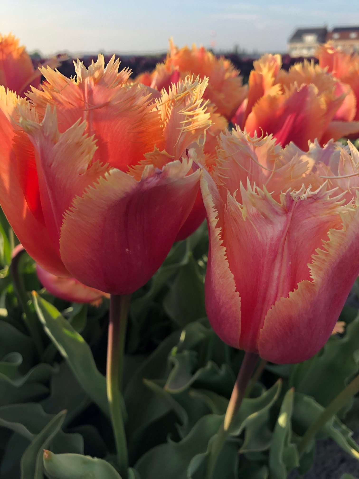 Tulip bulbs Lambada - beautiful tulip with fringed edge! - Tulip Store
