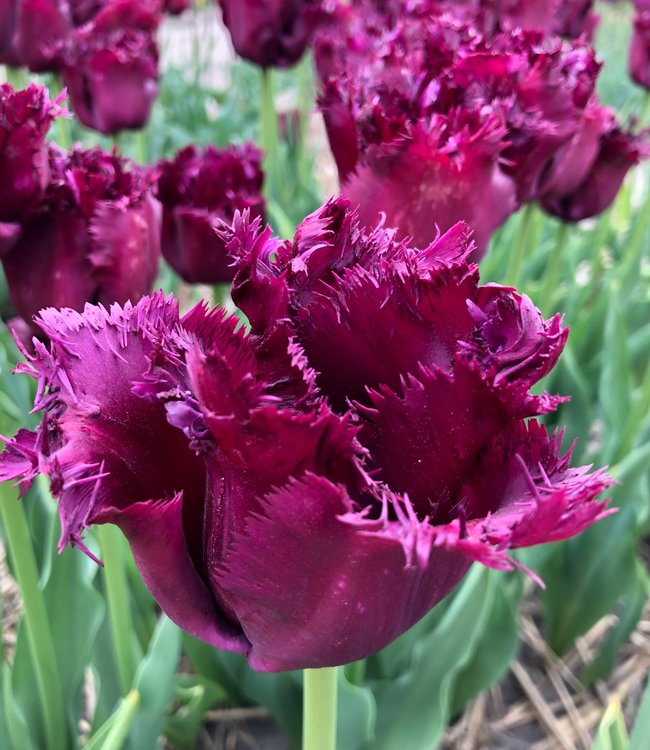 Tulip bulbs Lambada - beautiful tulip with fringed edge! - Tulip Store