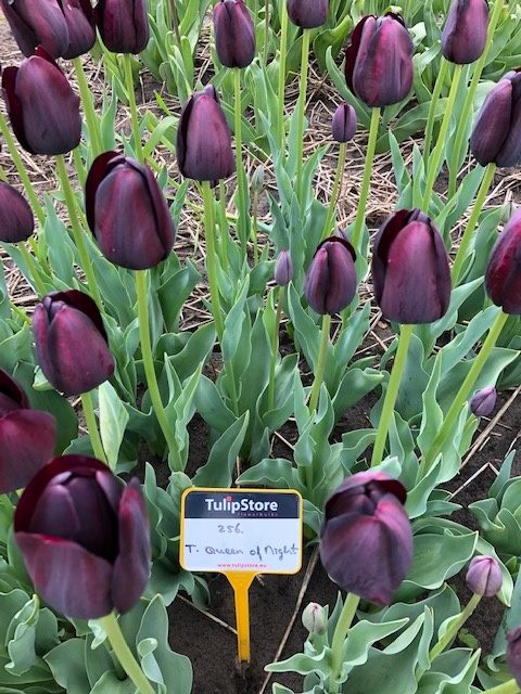 Tulip bulbs Queen of Night - most popular black tulip! - Tulip Store