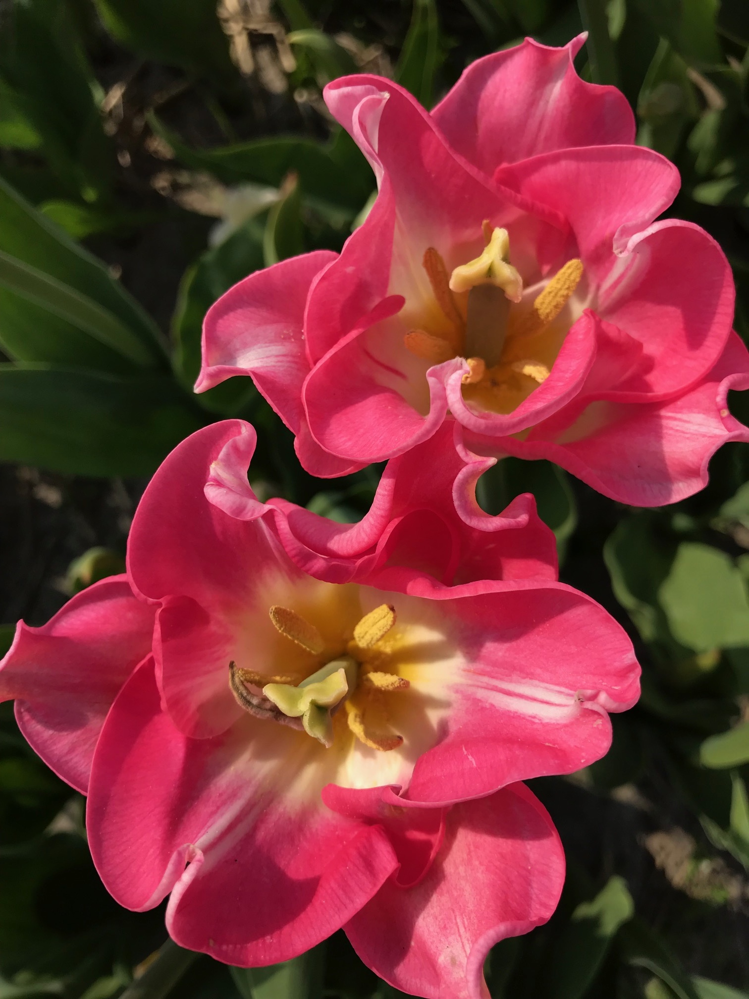 Tulip bulbs Crown of Dynasty - new, very elegant tulip! - Tulip Store
