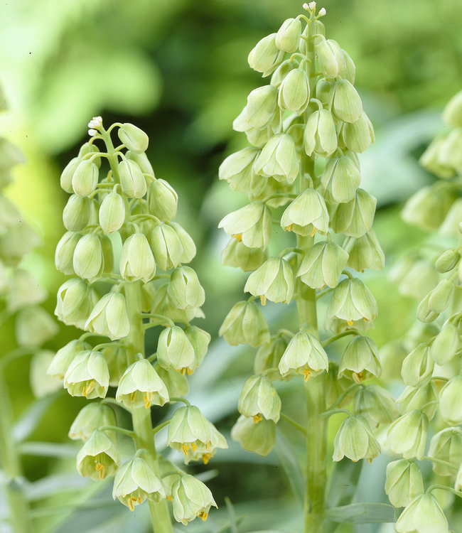 Fritillaria persica Ivory Bells - striking softgreen flowers! - Tulip Store