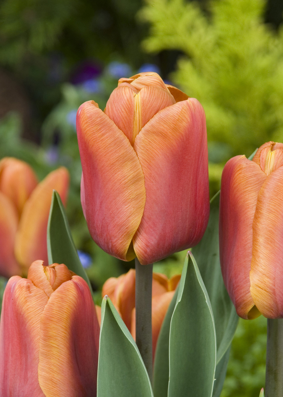Tulpenbollen Coffee Collection - exclusieve tulpen! - Tulip Store