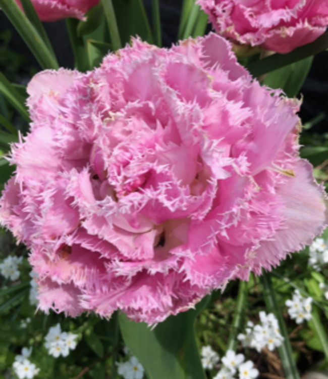 Tulip bulbs Queensland - beautiful fringed peony tulip! - Tulip Store