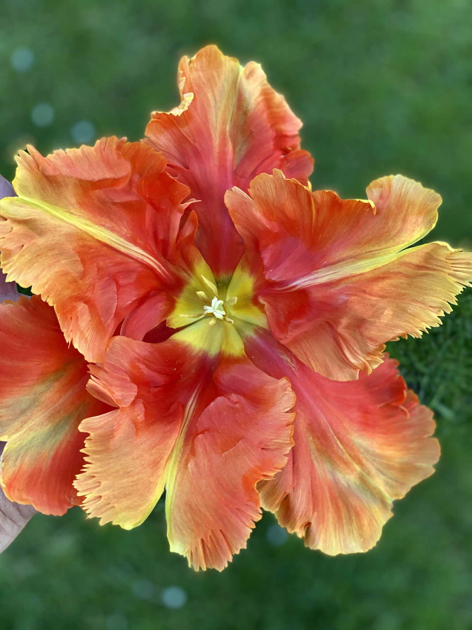 Tulpe Avignon Parrot - echter Hingucker! - Tulip Store