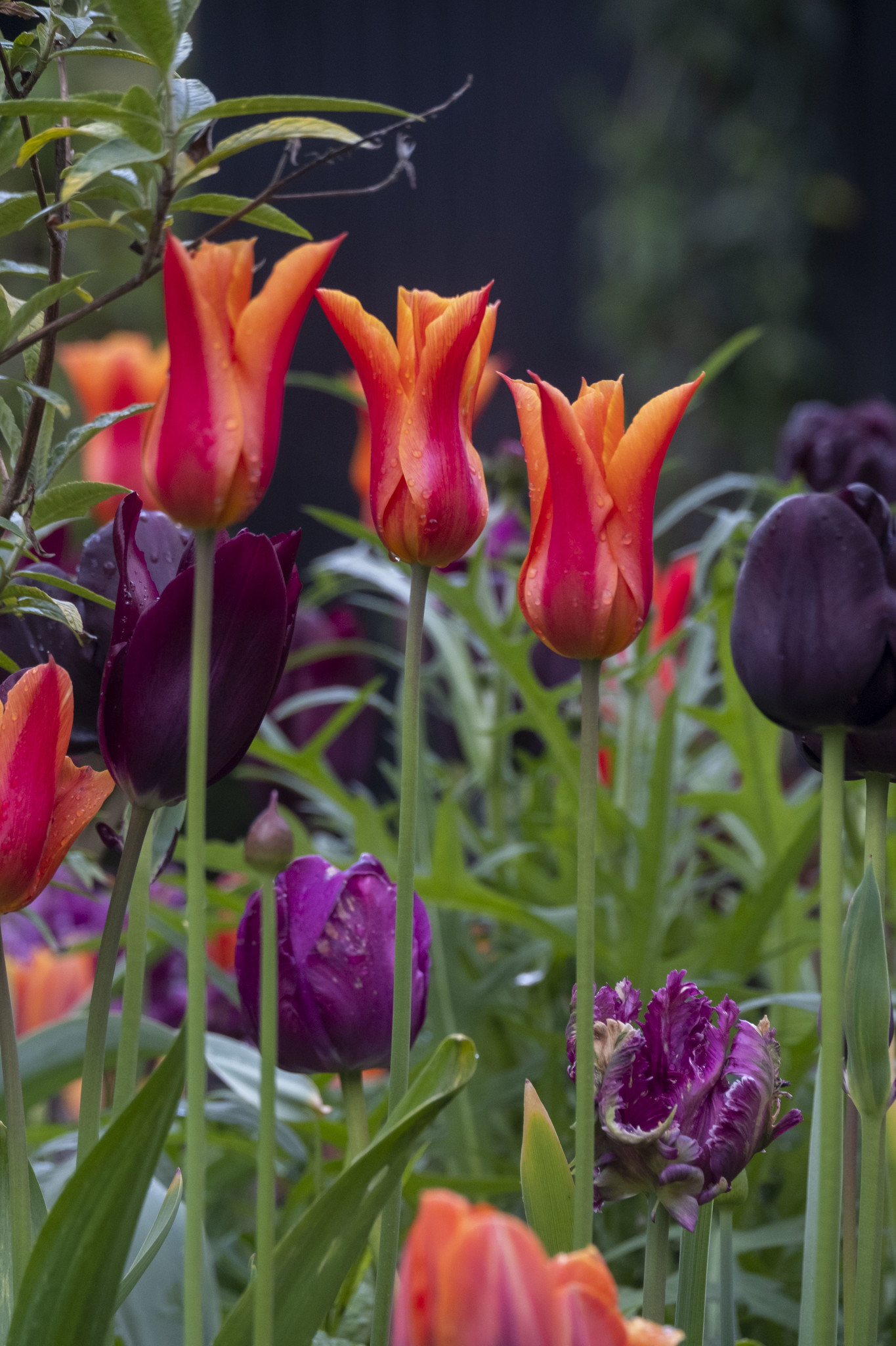 Tulip bulbs Ballerina - very elegant orange tulip! - Tulip Store