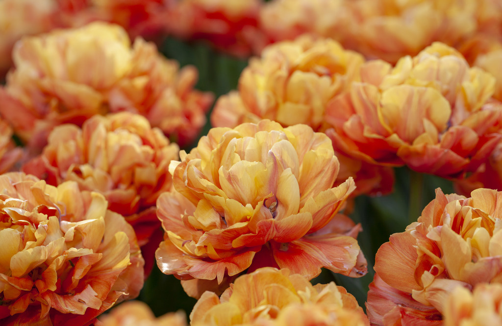 Tulpenbollen Valdivia - nieuwe geurende pioentulp! - Tulip Store