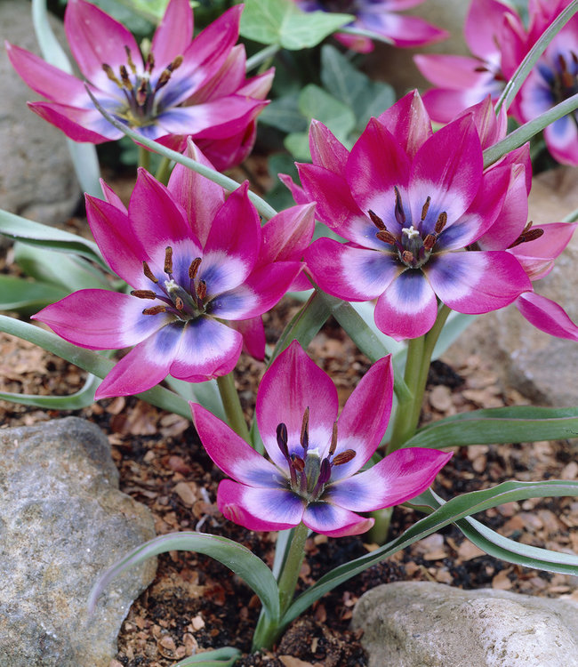 Tulpenbollen Little Beauty - botanische tulp met een prachtig hart ...