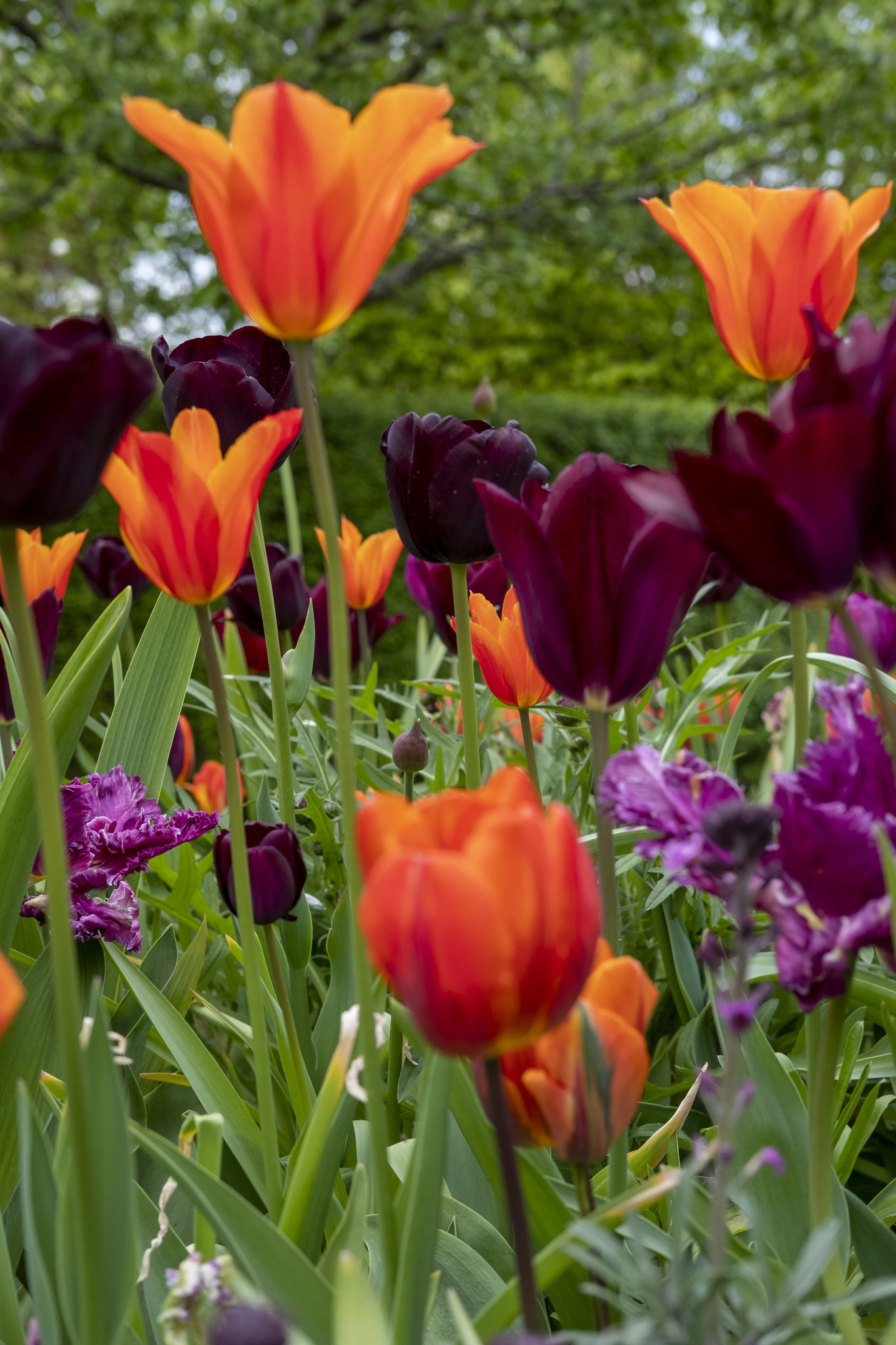 Tulip bulbs Mette's Marvel - new, exclusive tulipmixture! - Tulip Store