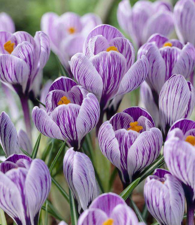 Crocus bulbs King of the Striped - unique striped crocus! - Tulip Store