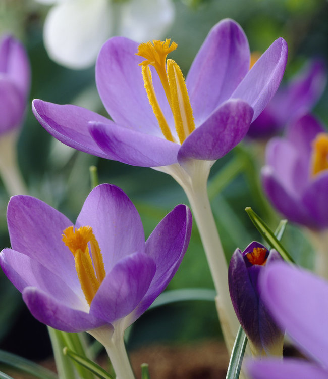 Crocusbulbs Barr's Purple - violet-pink botanical crocus! - Tulip Store