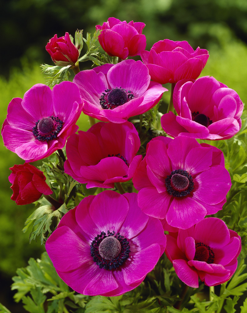 Anemone Sylphide - wonderful violet anemone! - Tulip Store