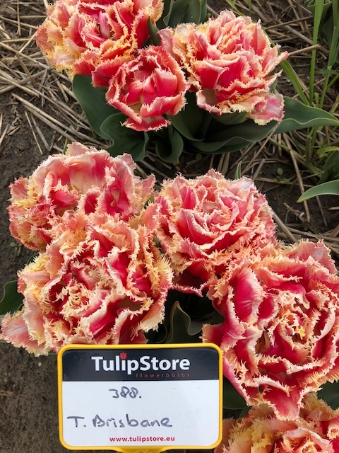 Tulip bulbs Brisbane - new fringed peony tulip! - Tulip Store