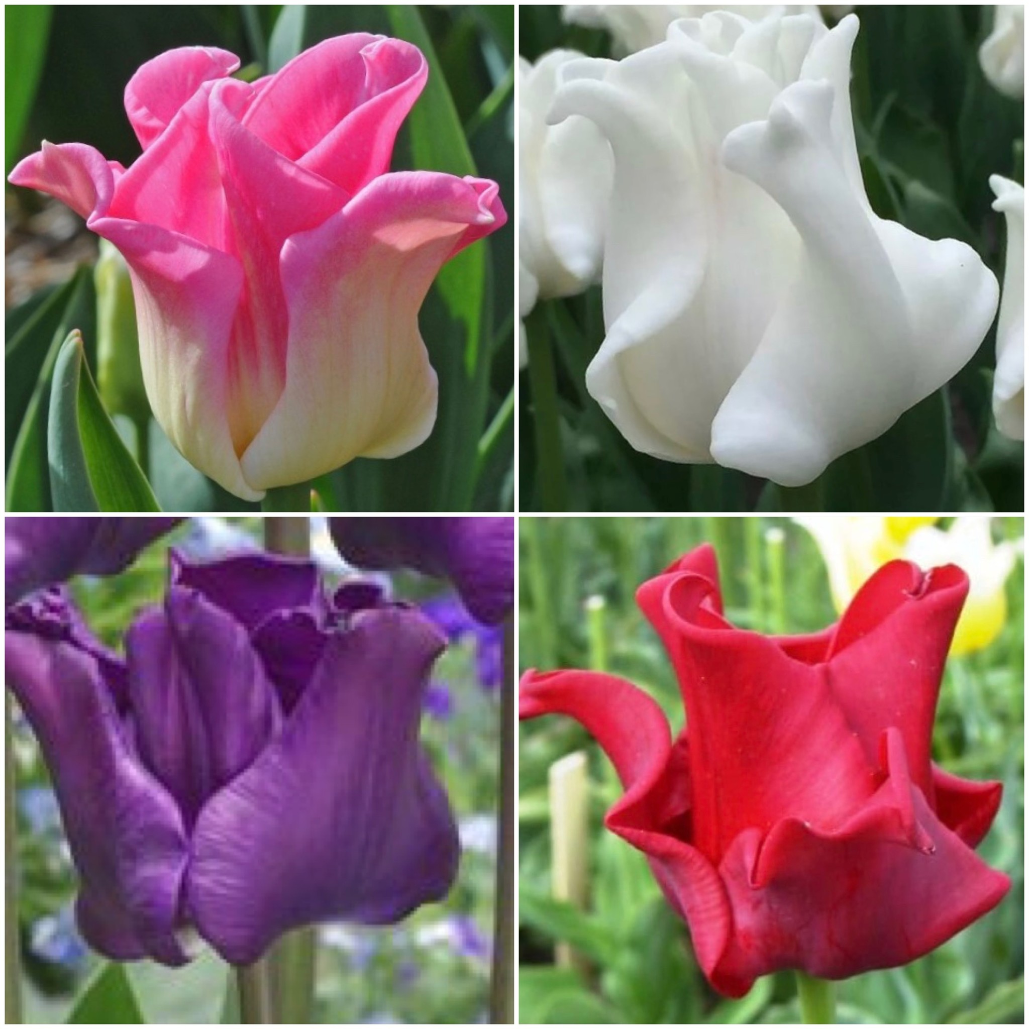 Tulip bulbs Crown of Dynasty - new, very elegant tulip! - Tulip Store