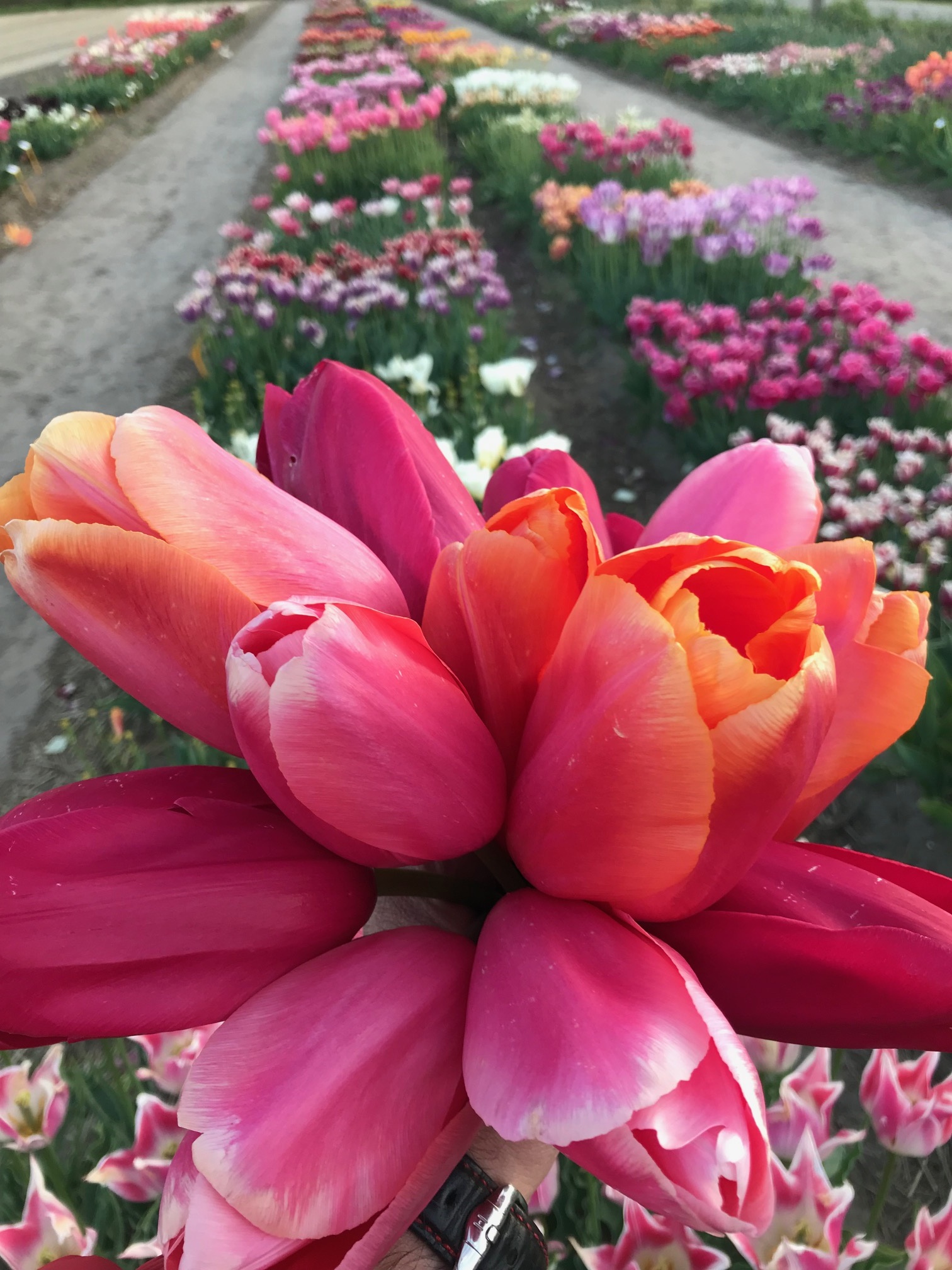 Tulip bulbs Menton - huge, pastel coloured flowers! - Tulip Store