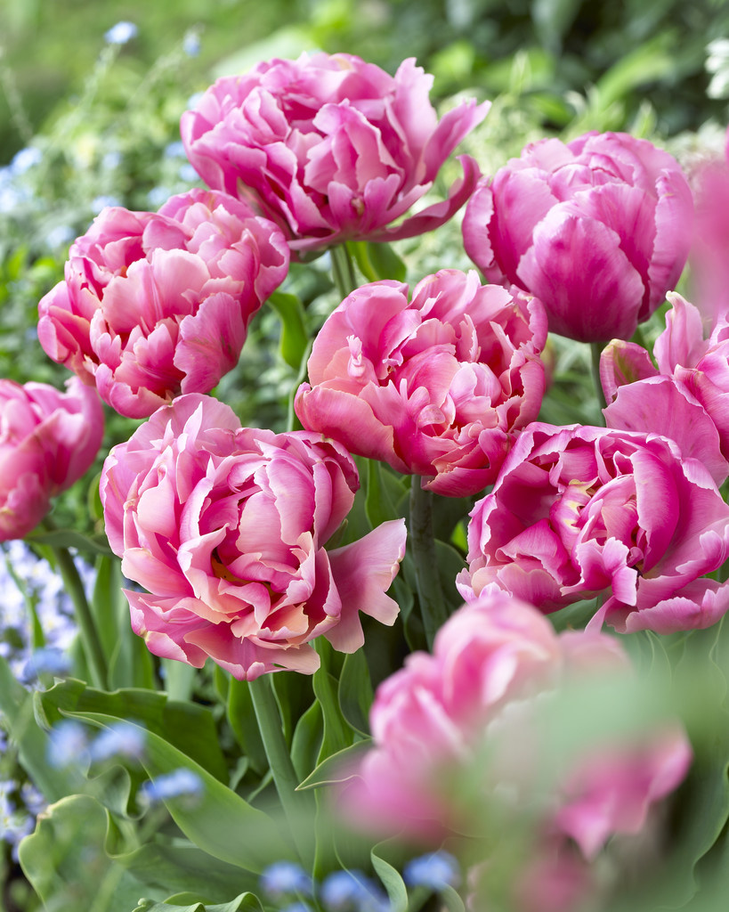 Tulip bulbs Pink Star - beautiful peony tulip! - Tulip Store