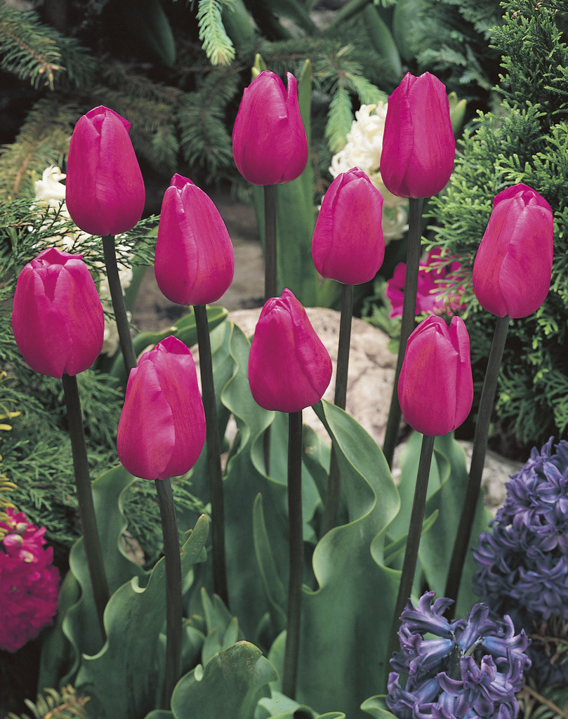 Tulip bulbs Pretty in Pink - beautiful pink tulips! - Tulip Store
