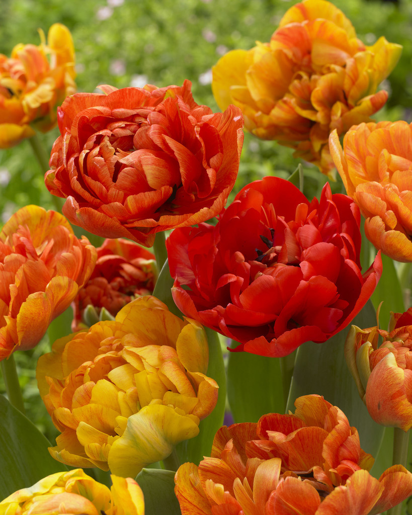 Tulip bulbs Sun Lover - a fragrant orange peonyflowering tulip! - Tulip ...