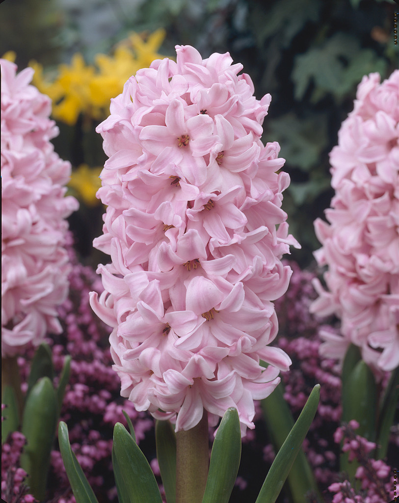 Hyacintbulbs Pink Romance - lovely pink-white blend! - Tulip Store