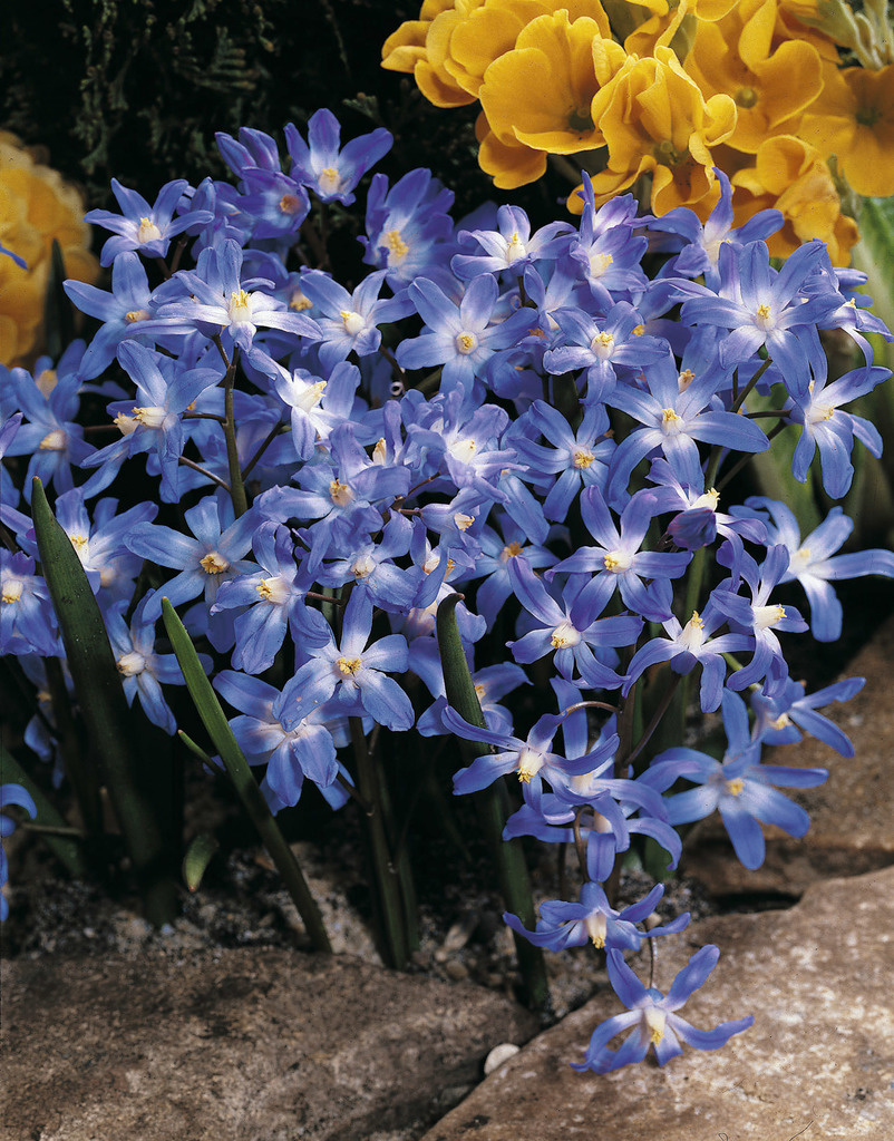 Chionodoxabulbs Happy Spring - wonderful mix of chionodoxa! - Tulip Store