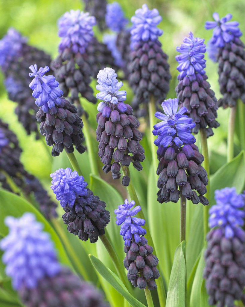 Muscaribulbs Mix - many colours of grape hyacinths! - Tulip Store