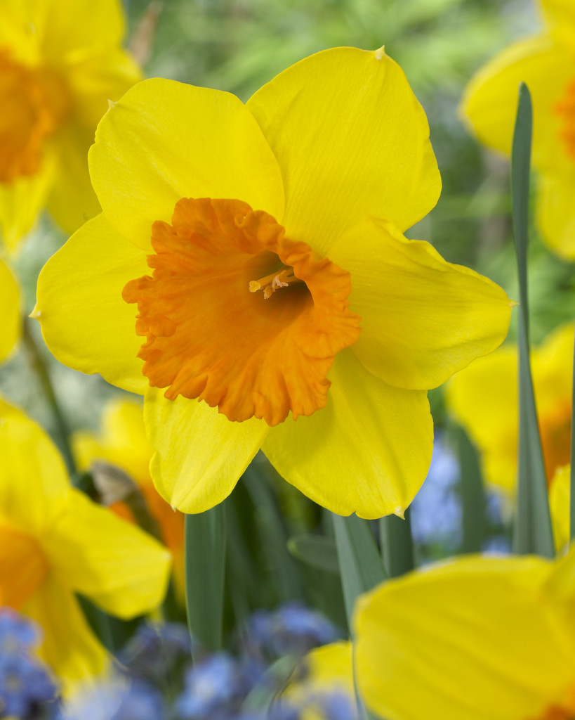Narcissus bulbs 75 days Mix - 20 varieties of daffodils! - Tulip Store