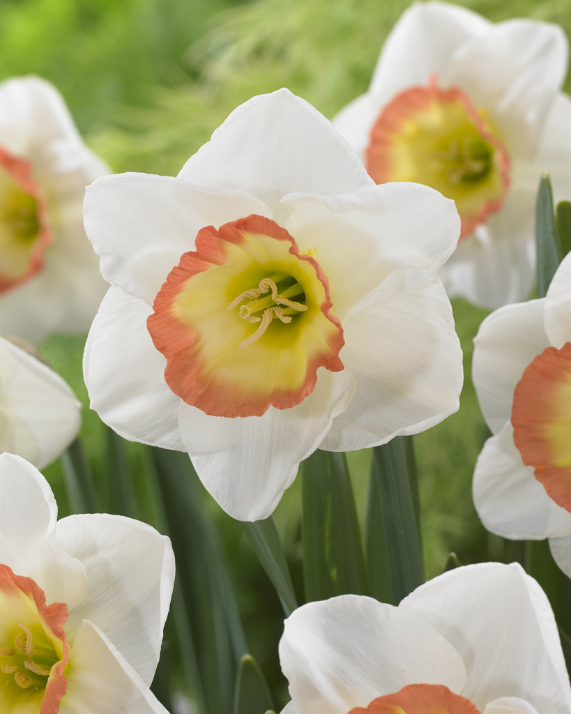 Narcissus bulbs 75 days Mix - 20 varieties of daffodils! - Tulip Store