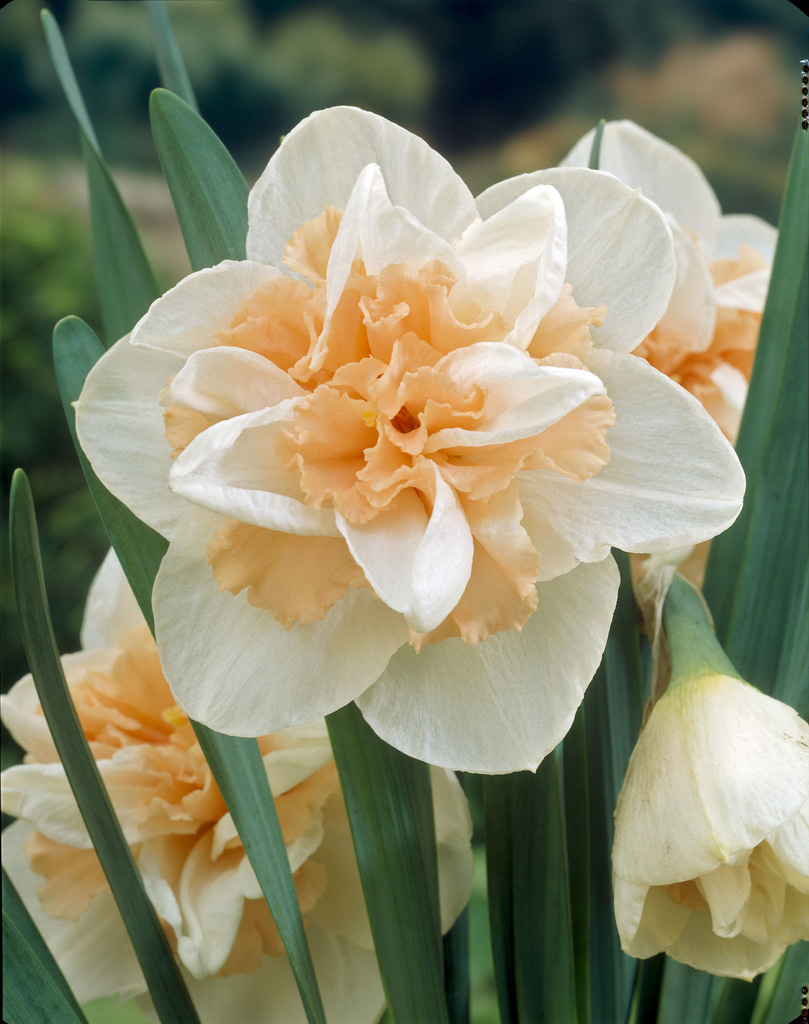 Narcissus bulbs 75 days Mix - 20 varieties of daffodils! - Tulip Store