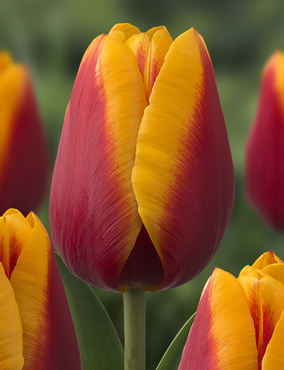Tulip bulbs Color Parade - a beautiful mixture of tulips! - Tulip Store