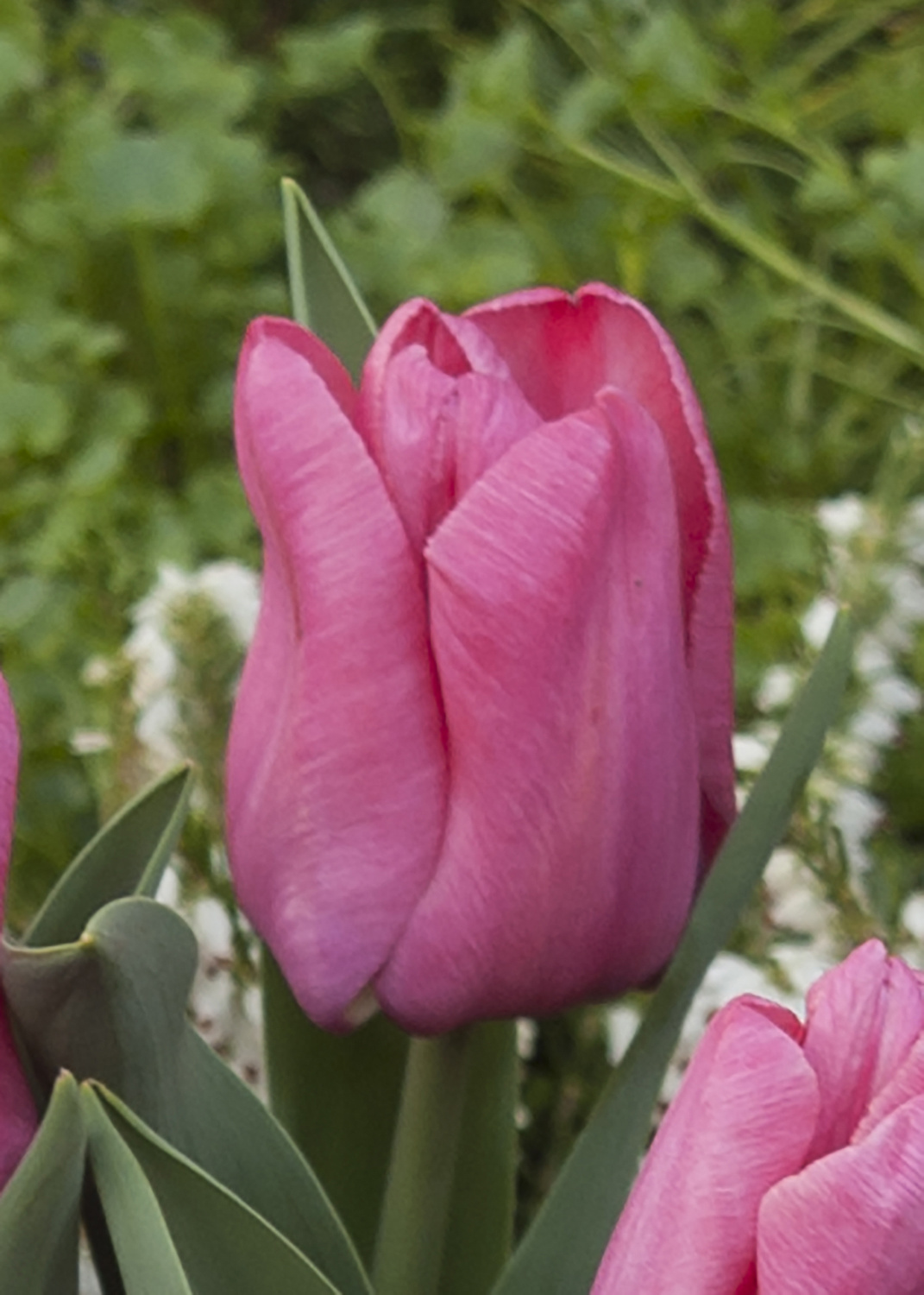 Tulip bulbs Color Parade - a beautiful mixture of tulips! - Tulip Store