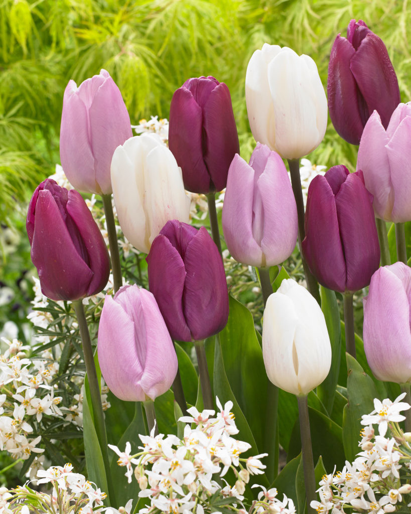 Tulpenbollen Purple Prince - geschikt voor border en pot! - Tulip Store