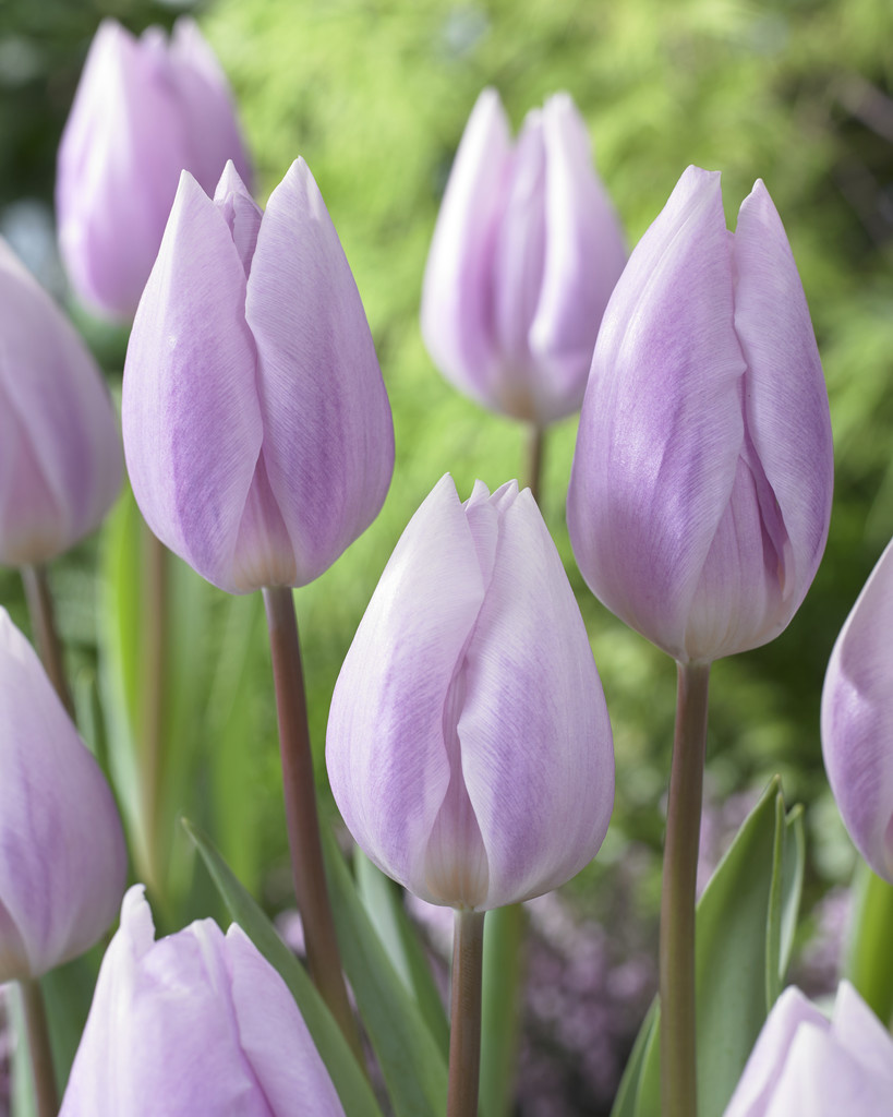 Tulip bulbs Silver Cloud - unique lilac-blue flower! - Tulip Store