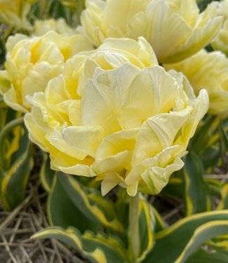 Tulip bulbs Gabriella Double - very new softpink peony tulip! - Tulip Store