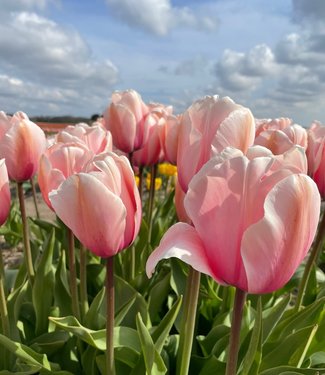 Meerjarige tulpen - Tulip Store